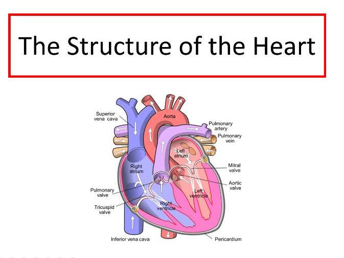 Aqa Gcse Biology The Heart Full Set Of Resources Teaching Resources