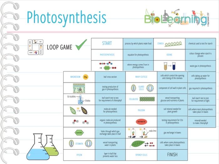 Photosynthesis - Loop Game (KS3/4) | Teaching Resources