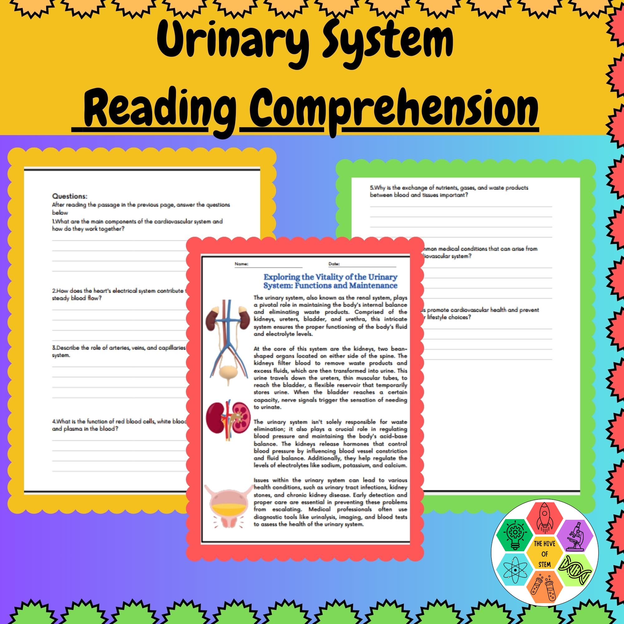 Human Body Systems | Urinary System | Reading Comprehension | Teaching ...