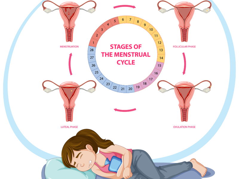 Hormones and the menstrual cycle (double lesson) | Teaching Resources