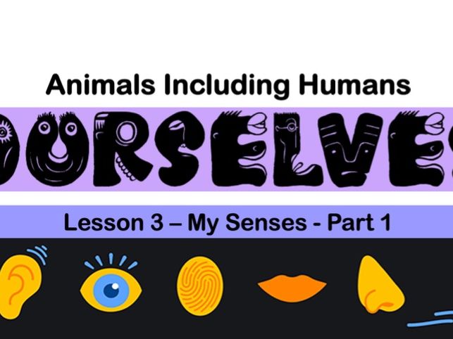 My Senses | Teaching Resources