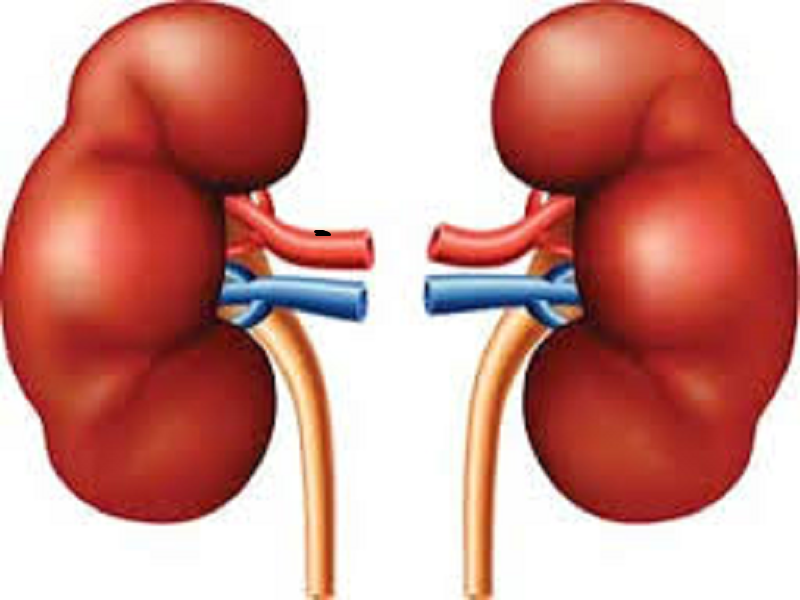 Kidney Structure And Function Teaching Resources