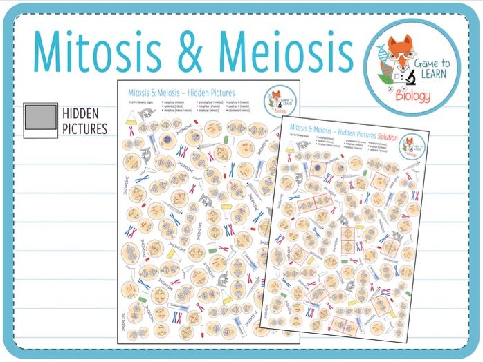 Mitosis & Meiosis - Hidden Pictures (KS4/5) | Teaching Resources