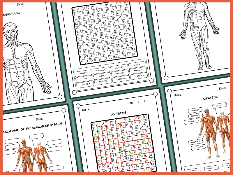 Human Muscular System | Body Muscles | Labeling | Biology | Coloring ...