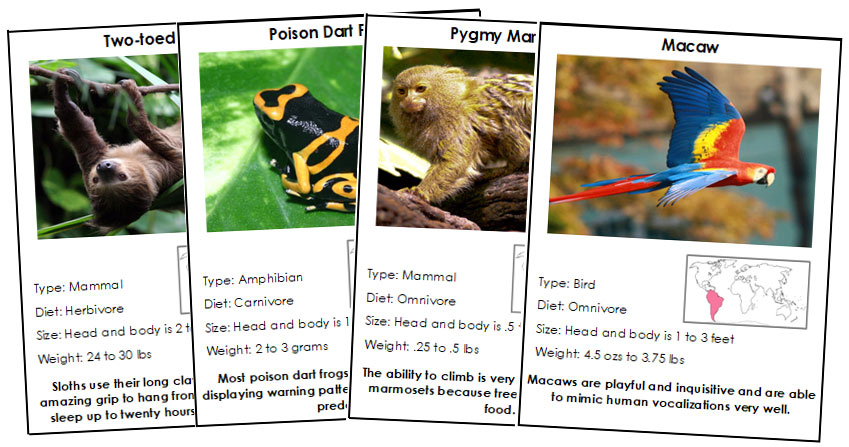Animals of South America Information & Picture Cards (c/c) - Montessori ...