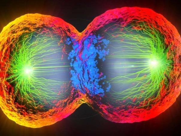 A-Level biology OCR A cell division full notes | Teaching Resources