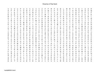 Muscles of the Neck Vocabulary Word Search for Anatomy Students ...