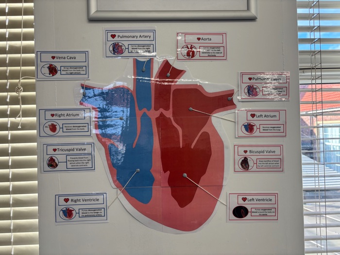 GCSE PE - Heart Wall Display | Teaching Resources