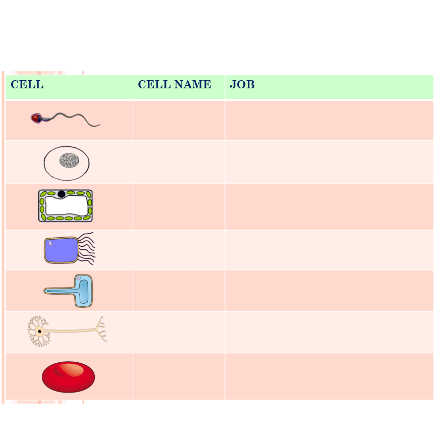 B1.4 Specialisation in animal cells | Teaching Resources