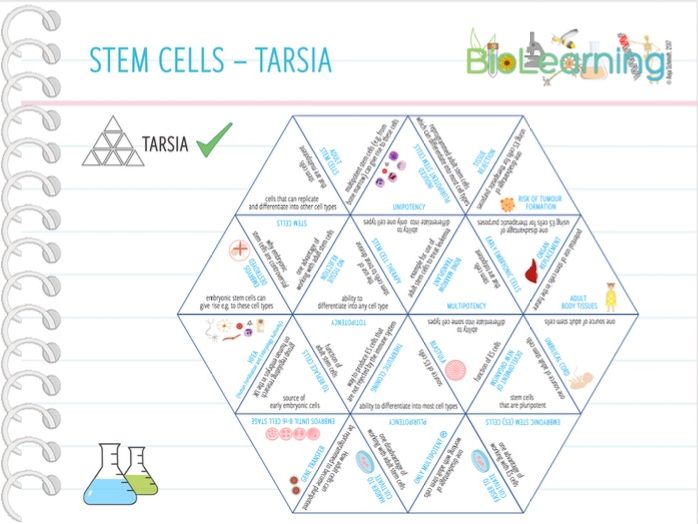 Stem cells - Tarsia (KS5) | Teaching Resources