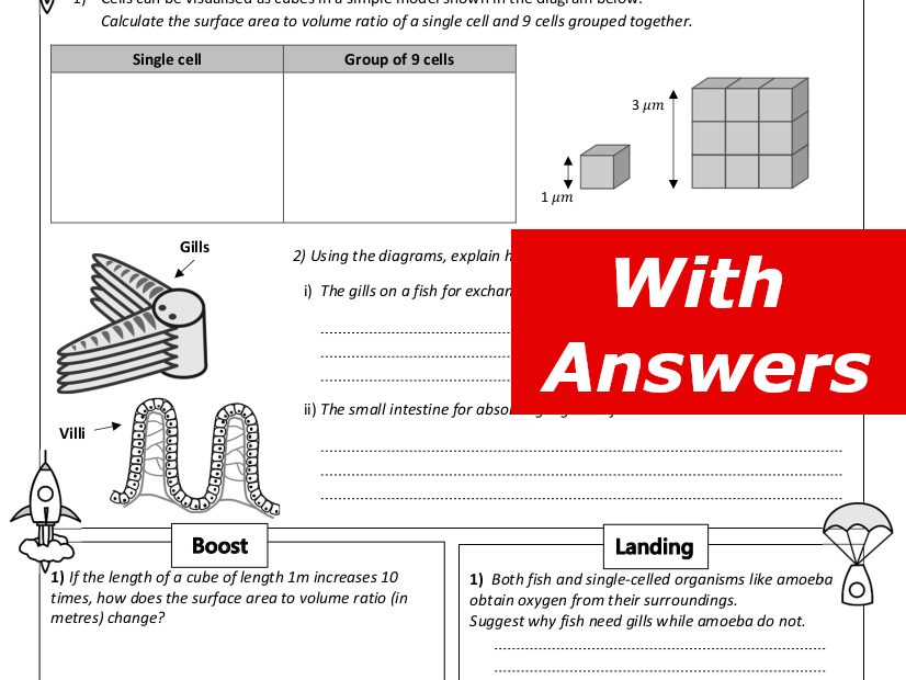 Exchange Surfaces Home Learning Worksheet GCSE | Teaching Resources