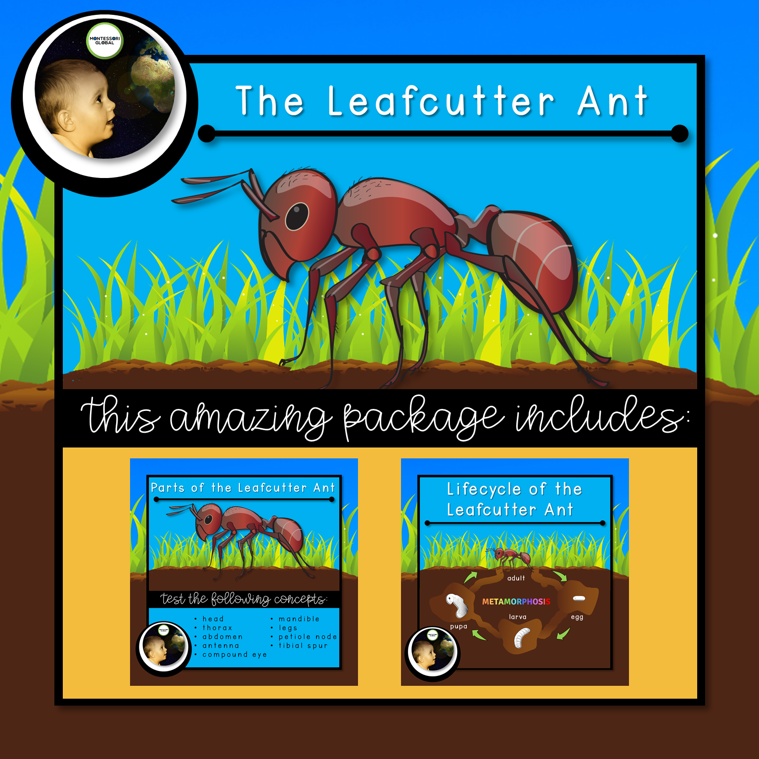 Parts of the Ant and Lifecycle | Montessori Cards and Boom Cards ...
