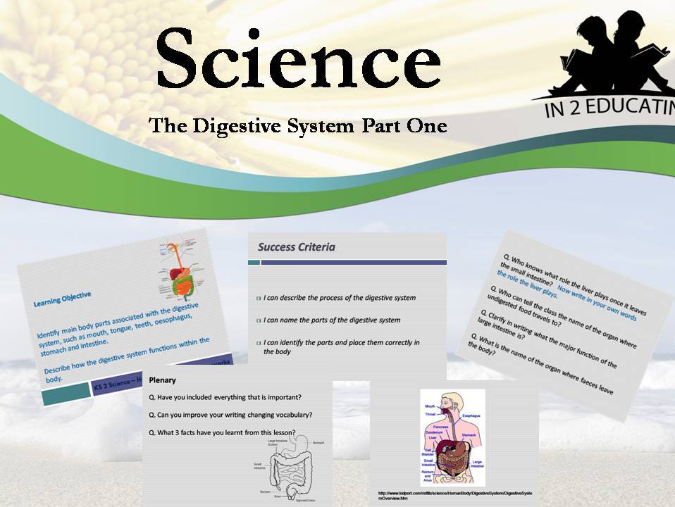 KS2 How The Digestive System Works Teaching Resources