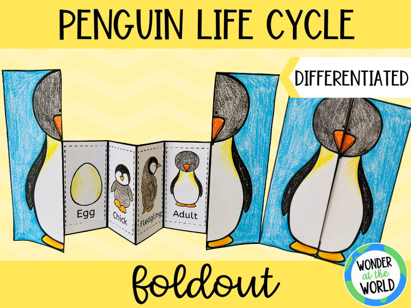 Bird life cycle foldables bundle (owl, penguin, chicken, flamingo ...