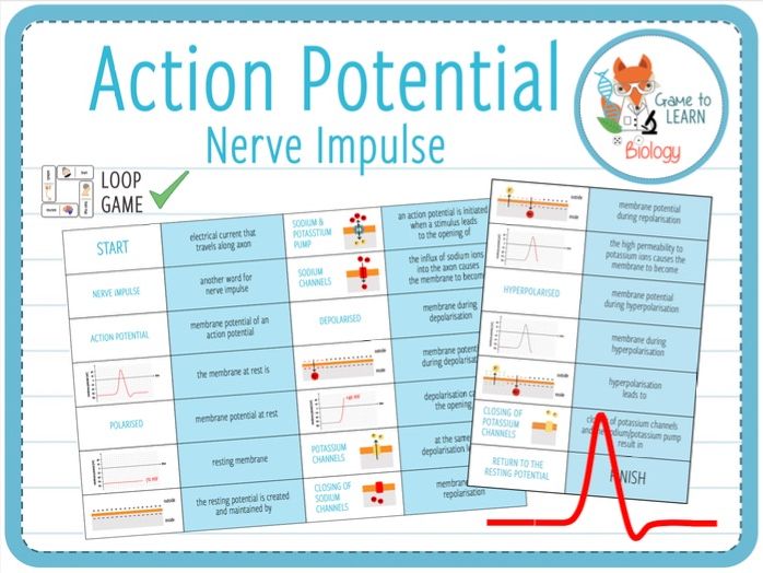 Action potential / Nerve Impulse - Loop Game (KS5) | Teaching Resources
