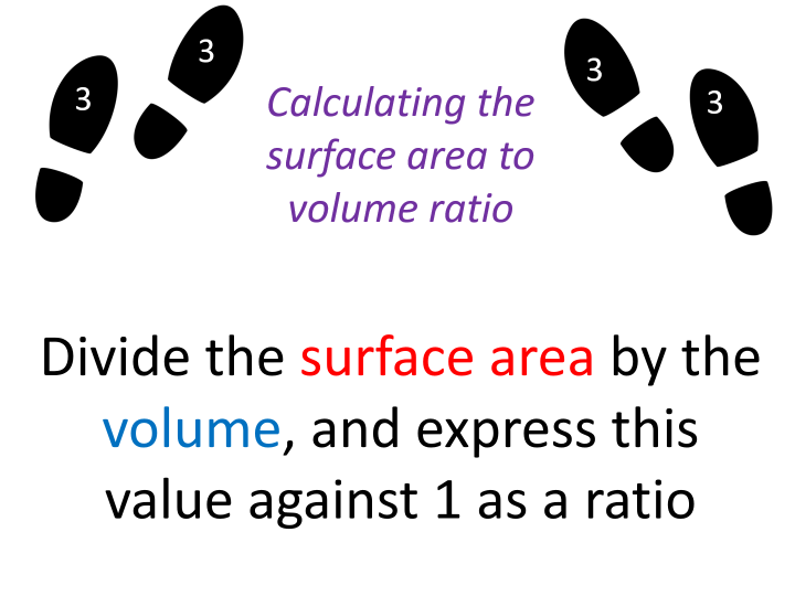 Surface Area To Volume Ratio Edexcel GCSE Biology Combined Science 