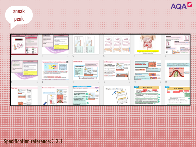 Absorption of the products of digestion - AQA A-Level Biology ...