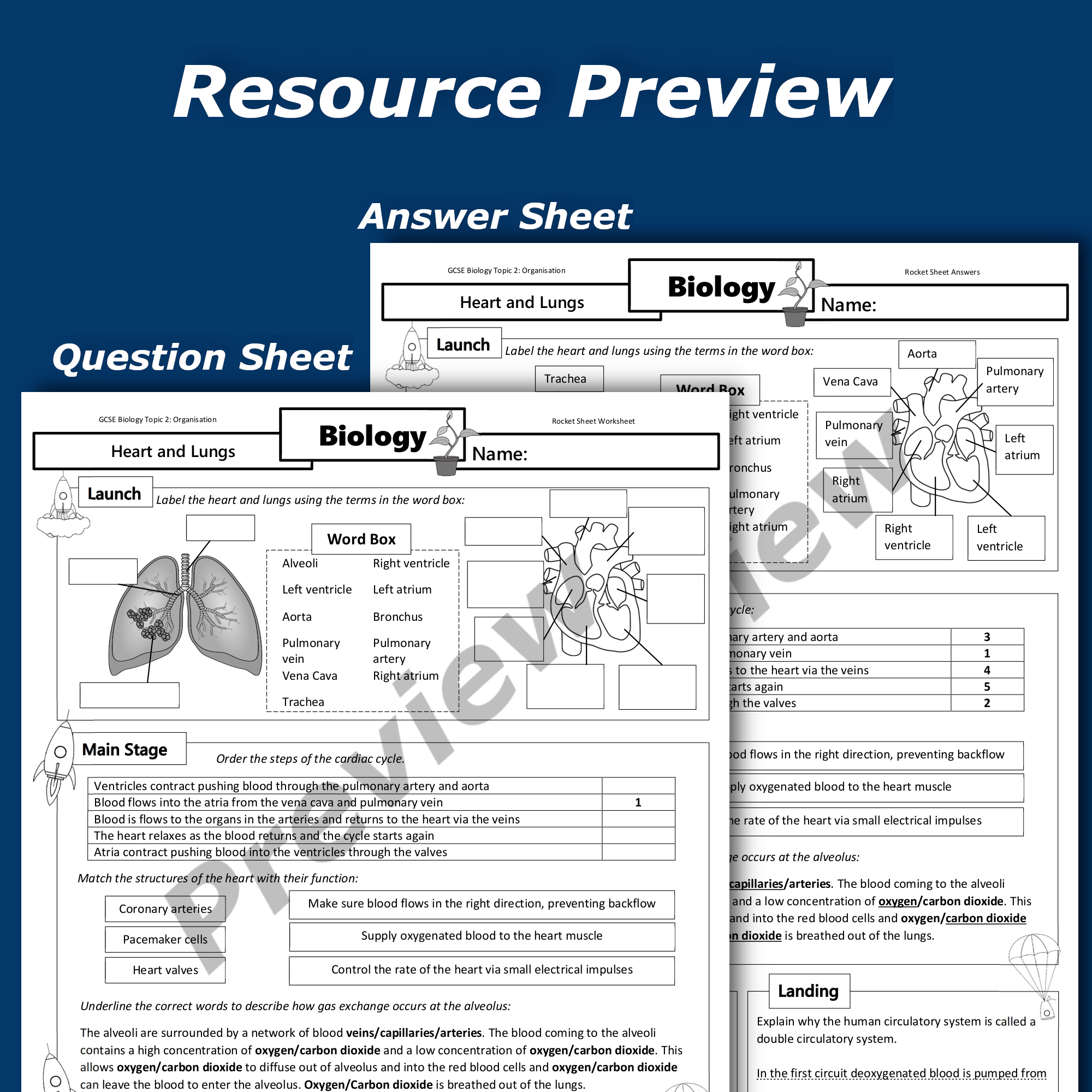 Heart and Lungs Home Learning Worksheet GCSE | Teaching Resources