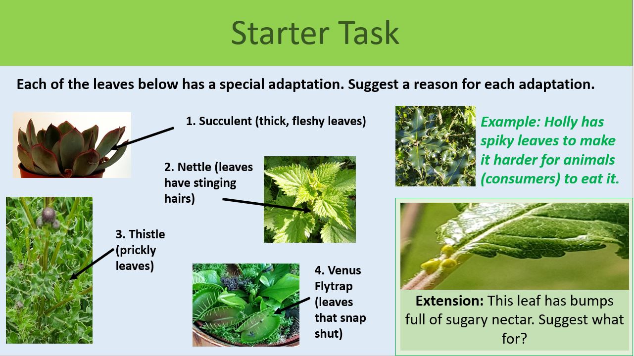 Leaves ~ KS3 ~ Year 8 | Teaching Resources