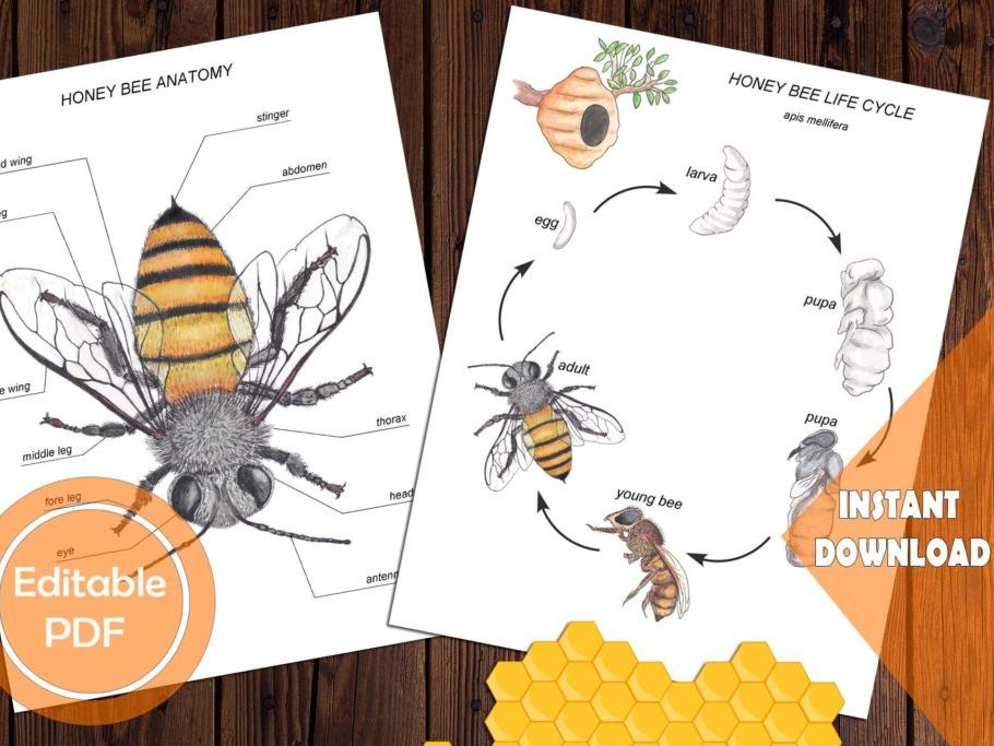 Primary Teaching Resources: Activities for KS1 and KS2 | Tes