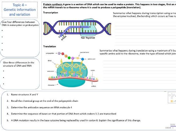 AQA A level Biology Topic 4 revision mat - Genetics and variation ...