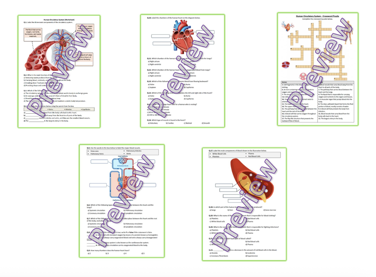 Human Circulatory System - Worksheet | Printable PDF & Distance ...