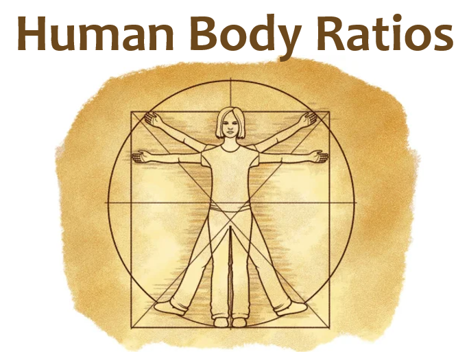 Human Body Ratio Teaching Resources