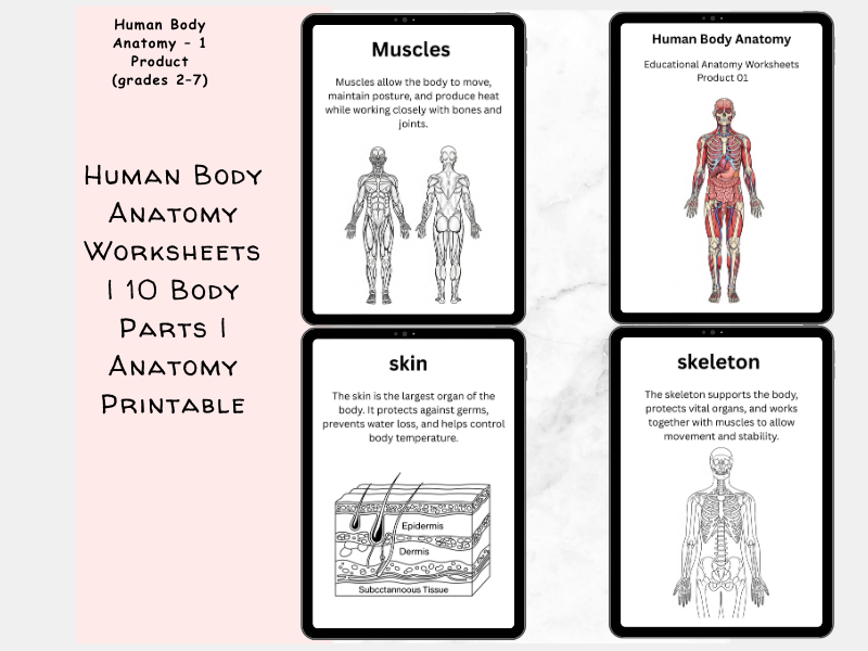 Human Body Anatomy Worksheets | 10 Body Parts | Anatomy Printable ...