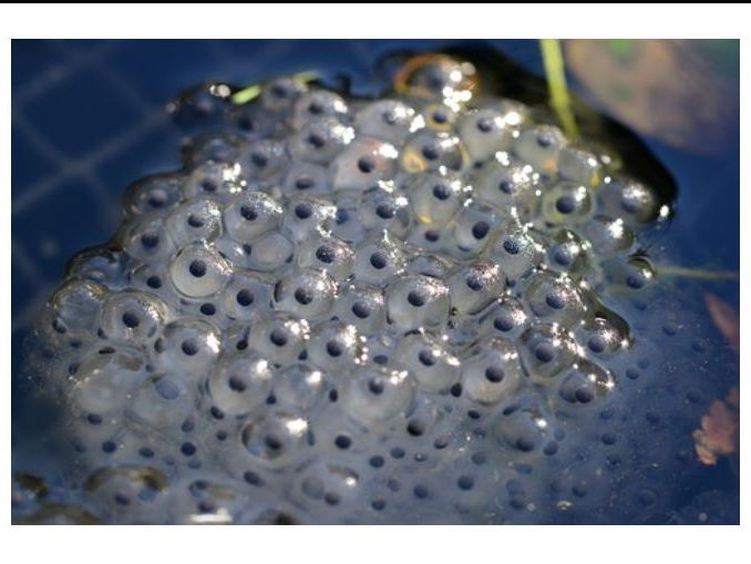 Bring in spring with EYFS and primary | Tes