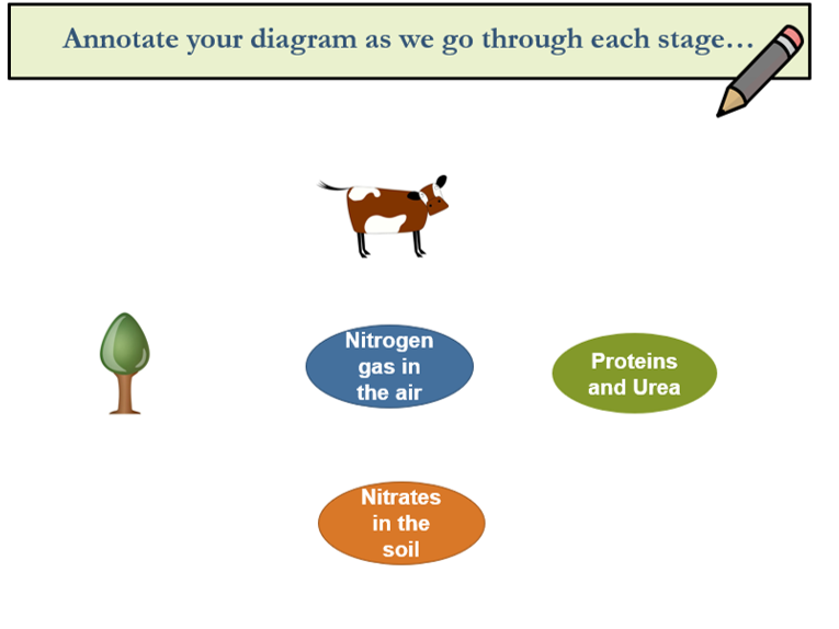 Nitrogen Cycle Steps Of Nitrogen Cycle Online Biology Notes