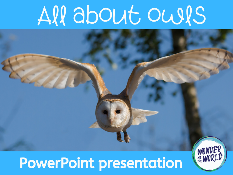 All about owls PowerPoint presentation KS2 | Teaching Resources