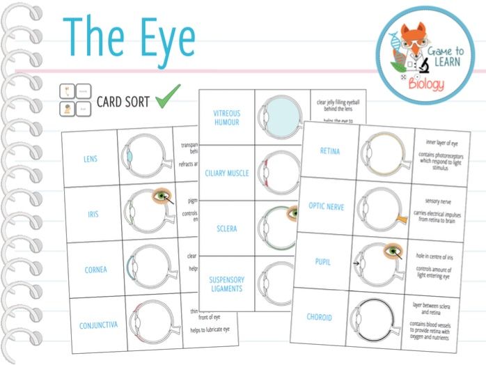 The Eye - Card Sort (KS3/4) | Teaching Resources