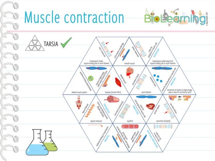Muscle contraction - Tarsia (KS5) | Teaching Resources