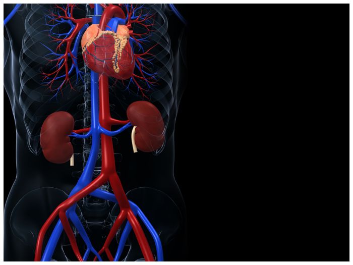 Human Organs PowerPoint Template Teaching Resources