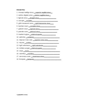 Veins of the Head Vocabulary Word Scramble for Anatomy or Physiology ...