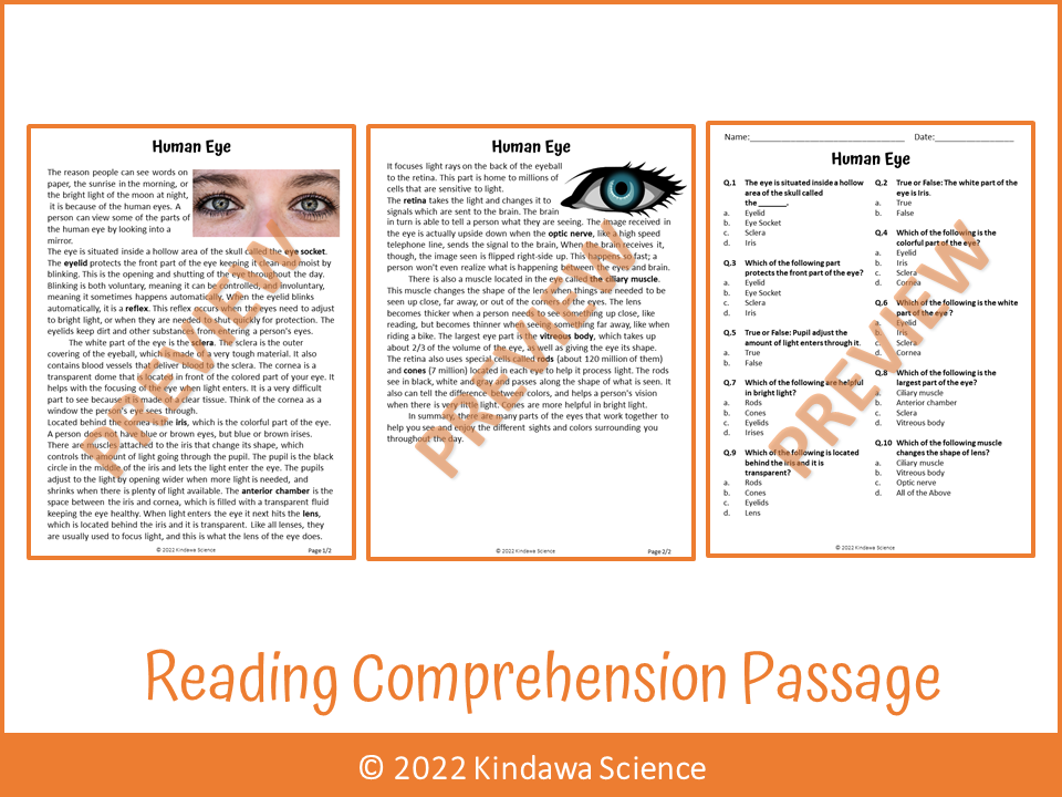 Human Eye Reading Comprehension Passage and Questions - PDF | Teaching ...