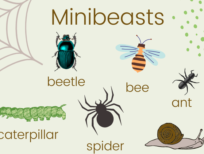Minibeast word mat | Teaching Resources