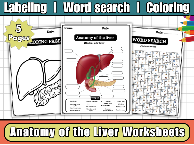 Anatomy of the Liver Worksheet-Labeling Diagram,Word Search,Coloring ...