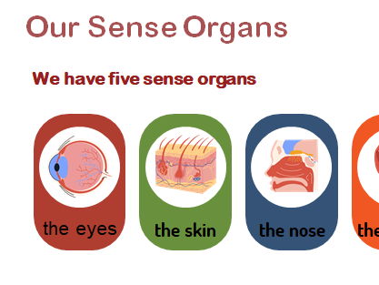 The Human Body and Five Senses – Lesson Pack | Teaching Resources