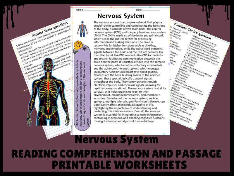 Understanding the Nervous System: Reading Material & Questions ...