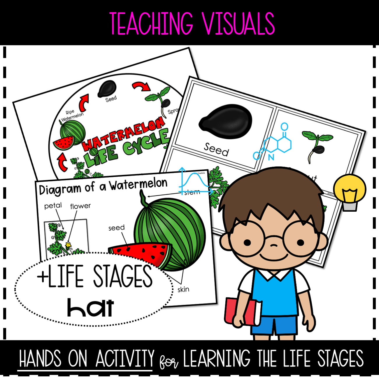 WATERMELON Life Cycle l All about Watermelon | Watermelon Science Unit ...