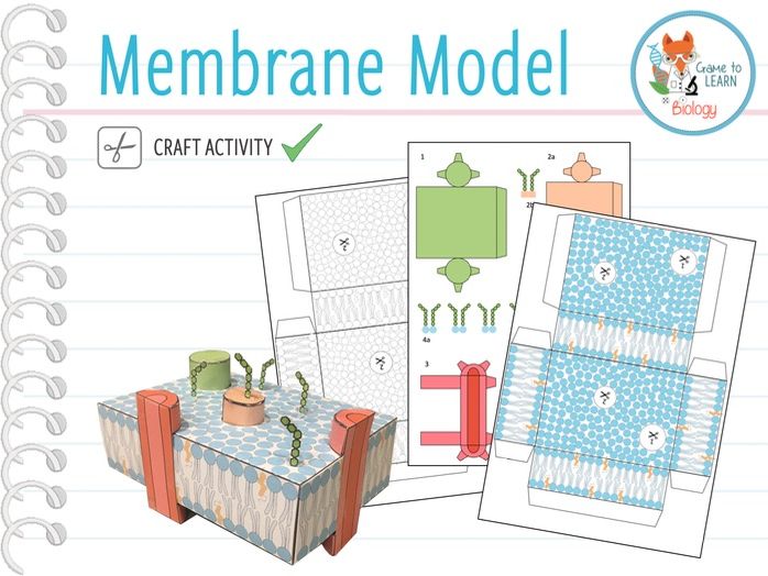 Membrane Model - Craft Activity (KS4/5) | Teaching Resources