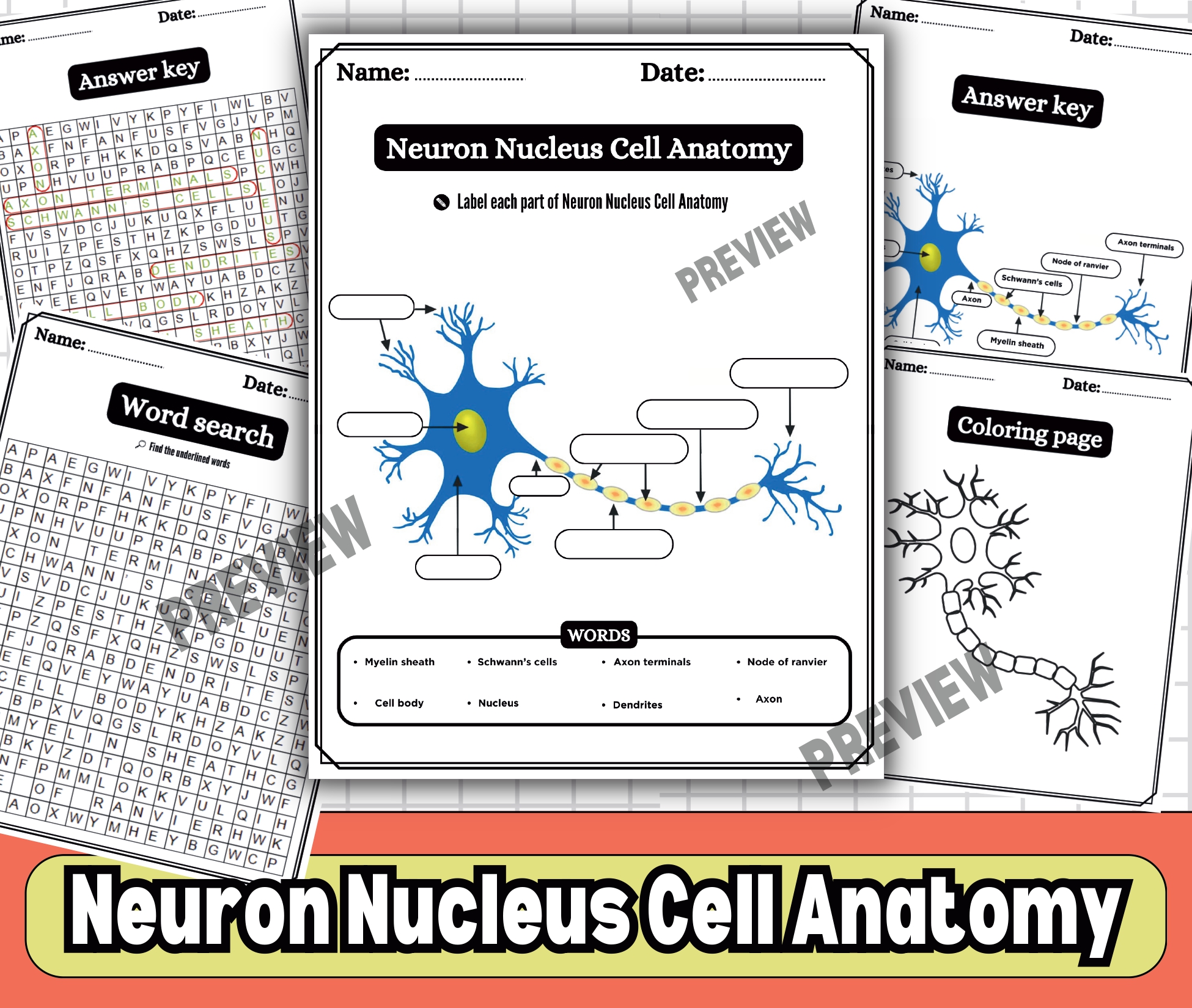 Neuron Nucleus Cell Anatomy-Nervous System Labeling Worksheets,Coloring ...