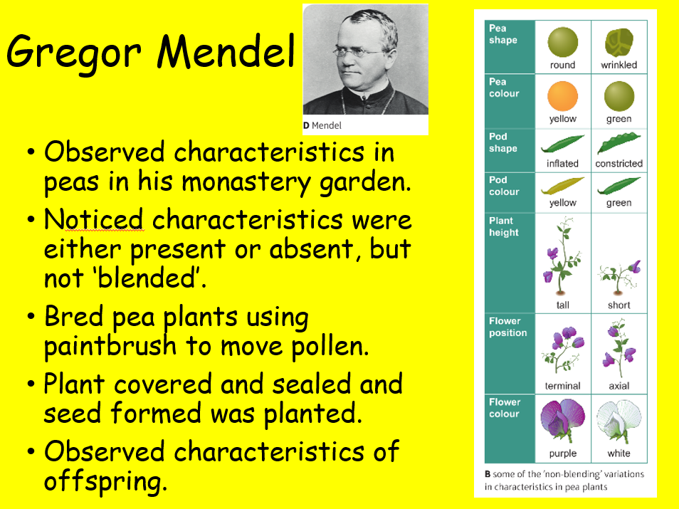 Edexcel SB3 Mendel Complete Lesson - GCSE Biology | Teaching Resources
