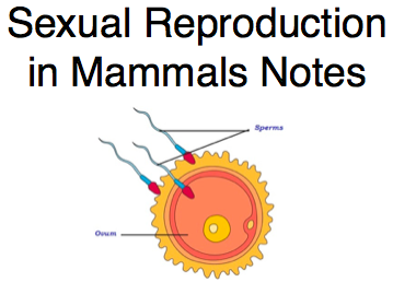 NEW A LEVEL EDEXCELB BIOLOGY- Sexual Reproduction in Mammals | Teaching ...