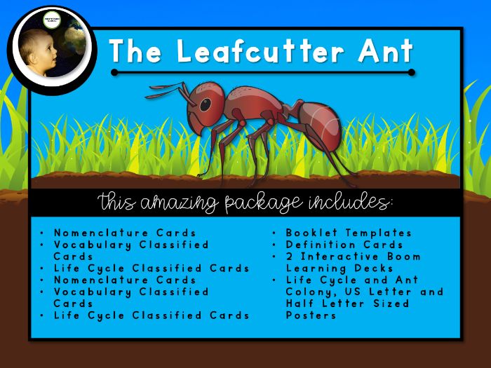 Parts of the Ant and Lifecycle | Montessori Cards and Boom Cards ...