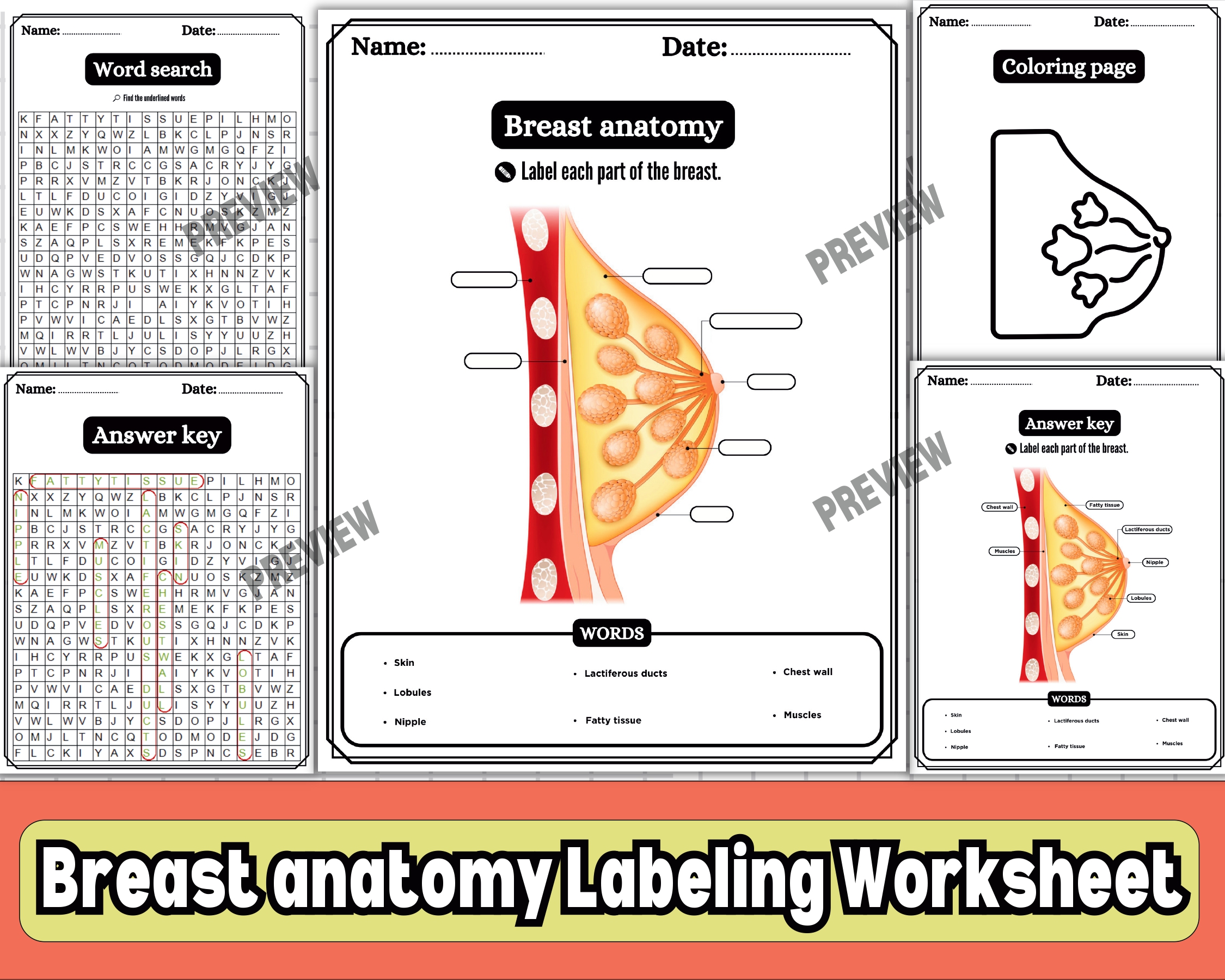 Breast Anatomy Worksheets,Labeling Diagram,Word Search,Coloring-Human ...