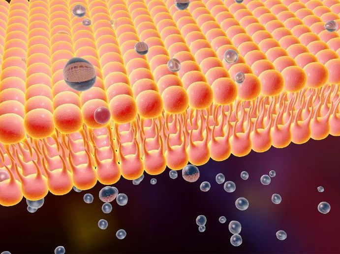 A.S. Biology Edexcel- 2A1- Cell Membrane | Teaching Resources