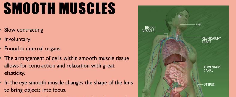 BTEC sport level 3 extended cert Muscular system | Teaching Resources