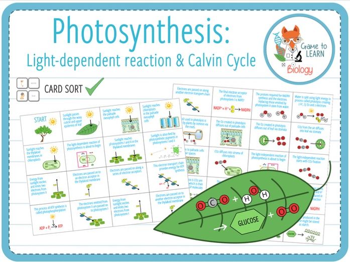Photosynthesis: Light-dependent reaction & Calvin cycle - Card Sort ...